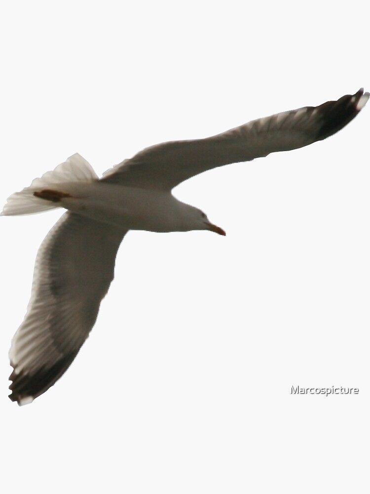 "gull" Sticker by Marcospicture | Redbubble