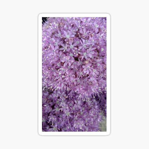 "flower shop" Sticker for Sale by beachcamper | Redbubble