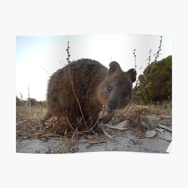 "Happy Quokka" Poster for Sale by CodyLaskeyPhoto | Redbubble