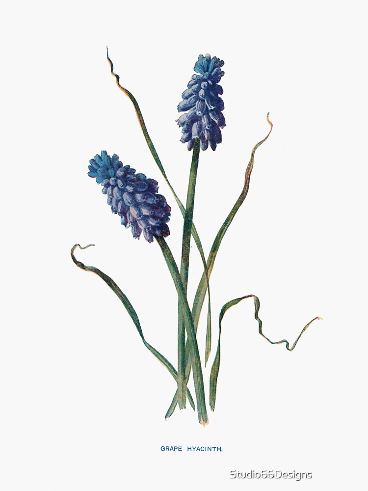 "Grape Hyacinth Print, Original Flower Print, Botanical Antique ...