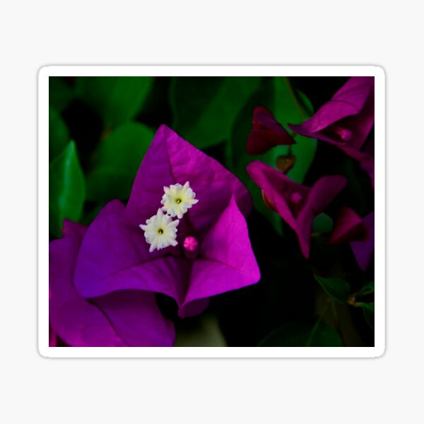 "Offset Purple Bouganvillia" Sticker for Sale by Tdcc2000 | Redbubble