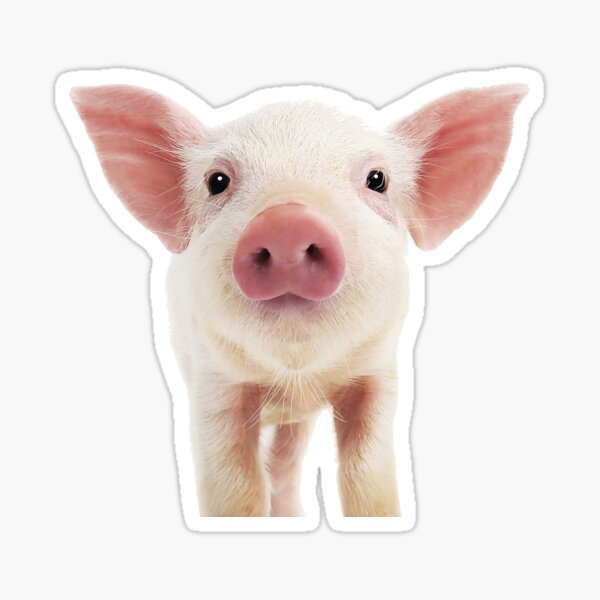 Baby pig DECAL vinyl sticker Paper & Party Supplies Stickers, Labels ...