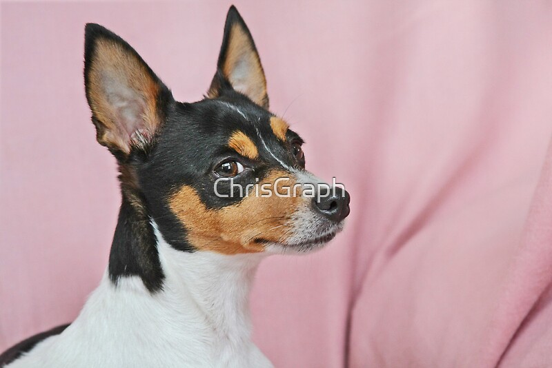 "Australian Miniature Fox Terrier" by Christine Till @ CT-Graphics ...