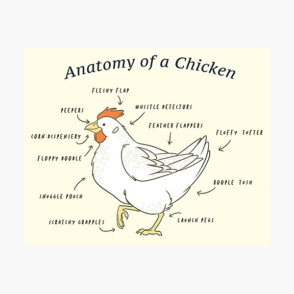 "Anatomy of a Chicken " Photographic Print for Sale by reylayneart ...