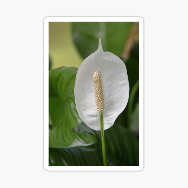 "Peace Lily " Sticker by Carole-Anne | Redbubble