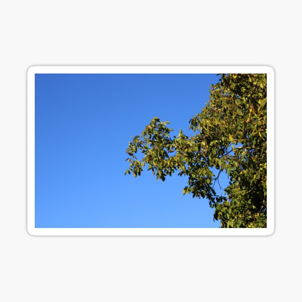 "Photograph of a walnut tree" Sticker for Sale by PM-Artistic | Redbubble