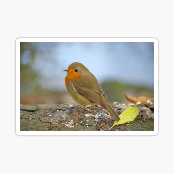 "Robin" Sticker for Sale by CORNISHPHOTOS | Redbubble