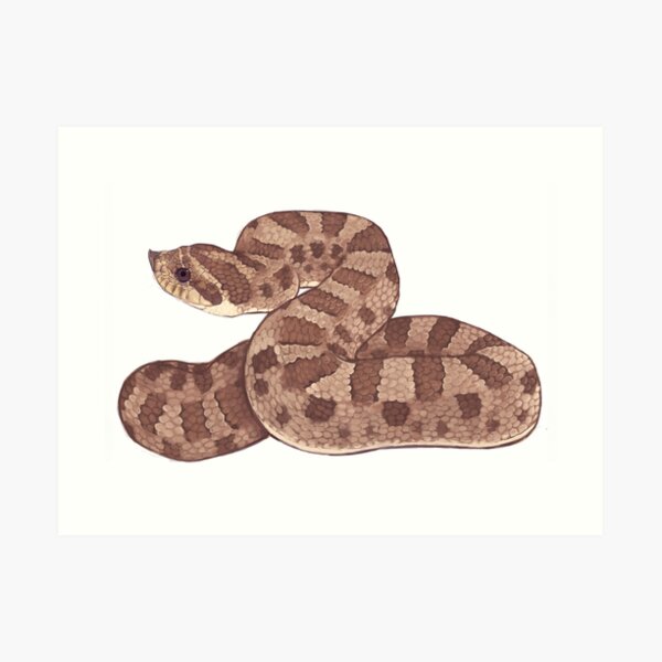 "Hognose Snake" Art Print for Sale by laurnie | Redbubble