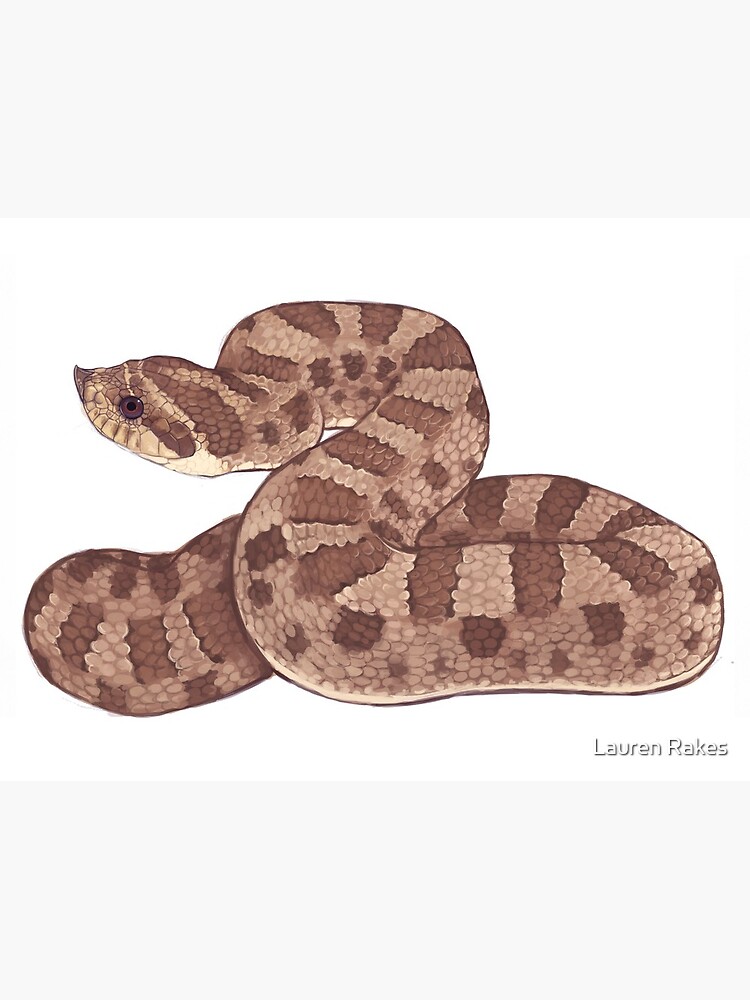 "Hognose Snake" Canvas Print for Sale by laurnie | Redbubble