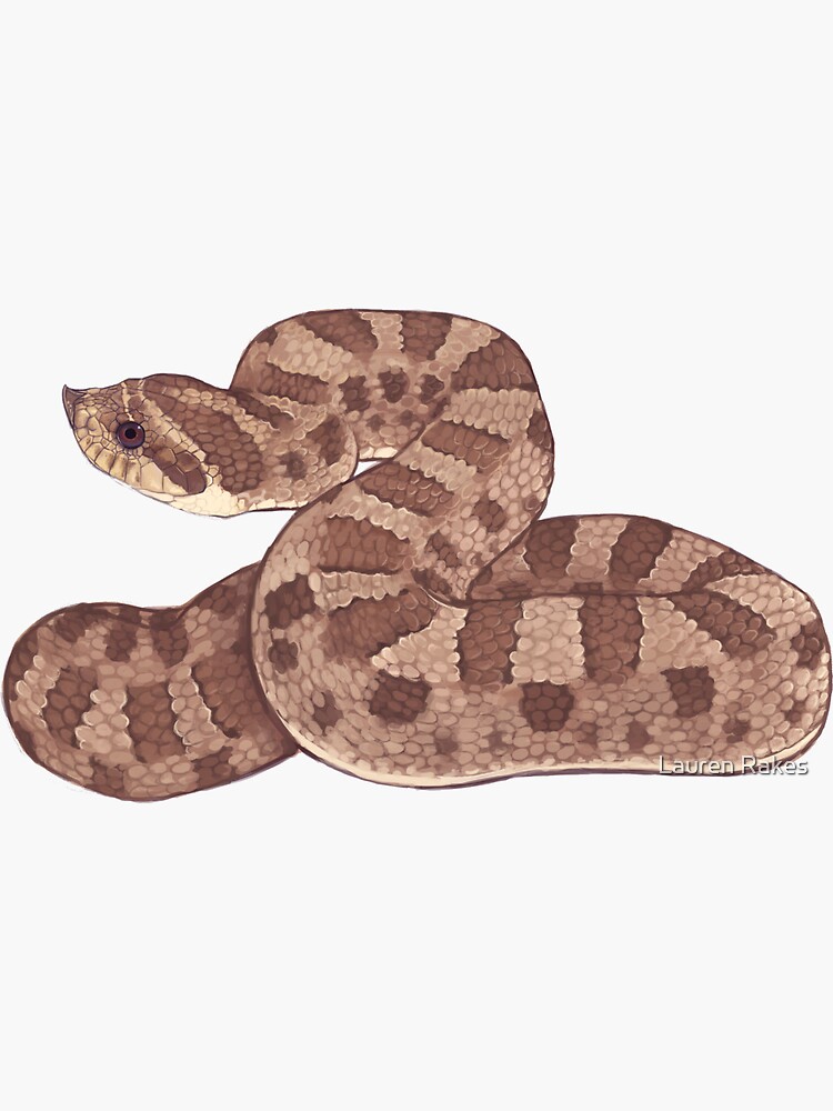 "Hognose Snake" Sticker for Sale by laurnie | Redbubble