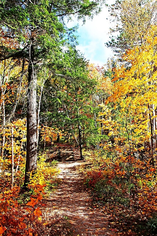 "Step Into Fall" by Debbie Oppermann | Redbubble