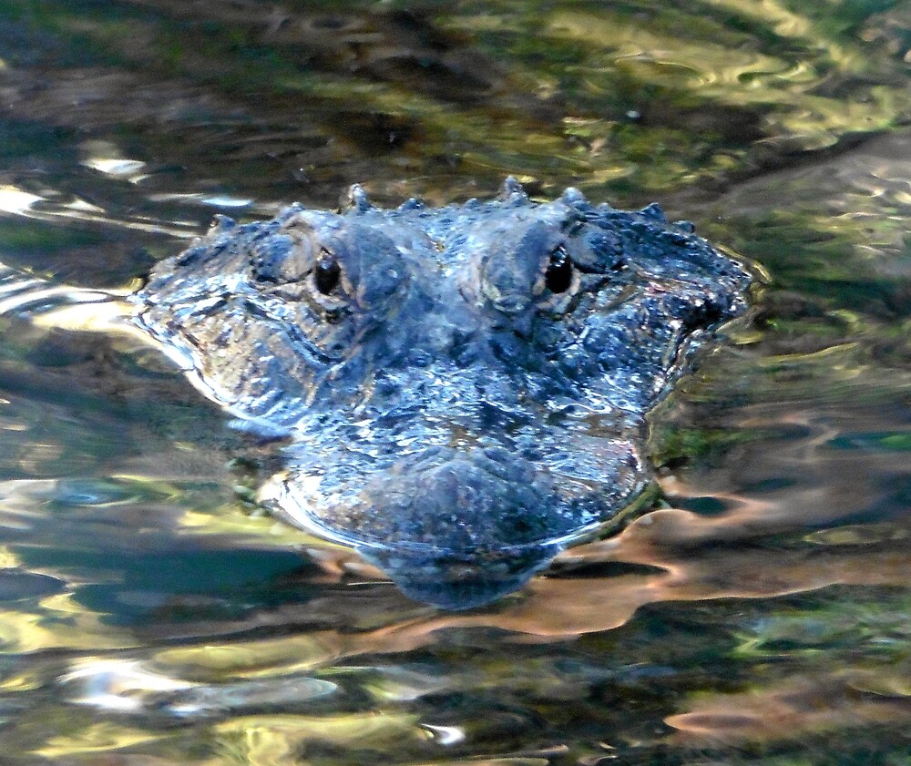 "Alligator Watching from the Water" by richardbryce | Redbubble