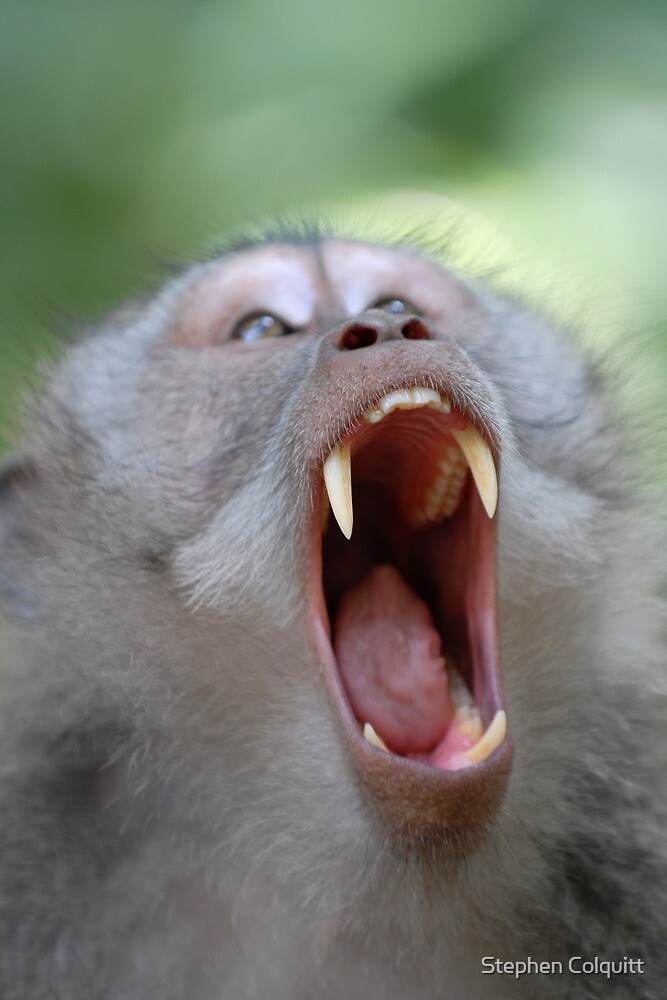 "Monkey fang" by Stephen Colquitt | Redbubble