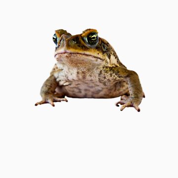 "Grumpy Toad" Sticker for Sale by Jaykayl | Redbubble