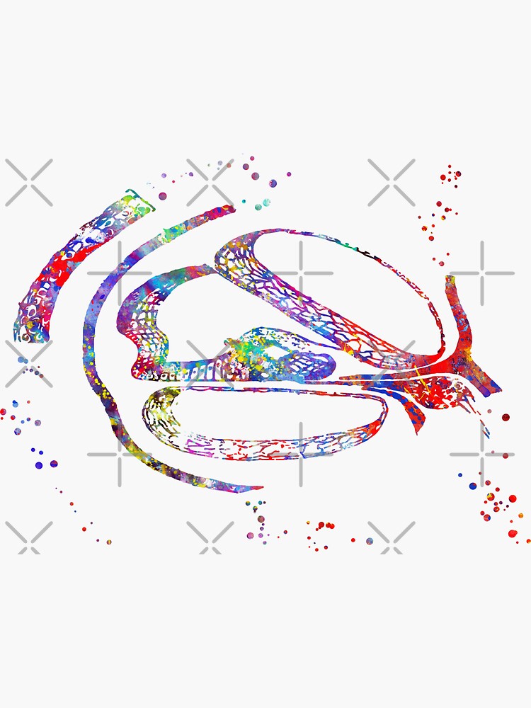 "Inner ear Histology, Cochlea Histology, Vestibular System Structure ...