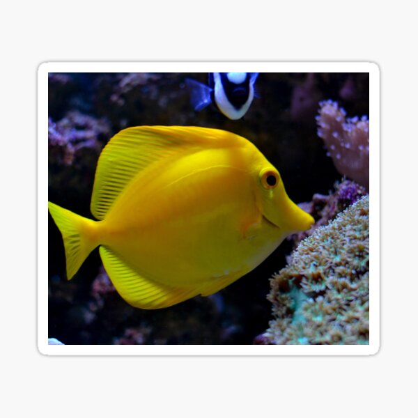 "Yellow tang tropical fish" Sticker for Sale by Asiantiger247 | Redbubble