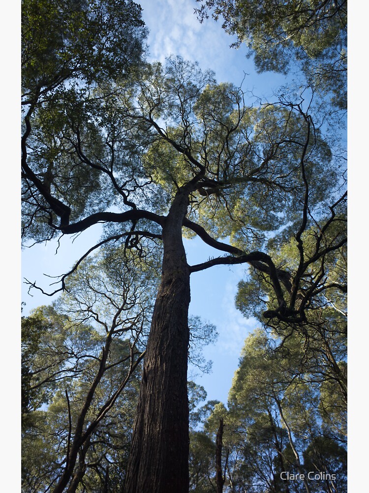 "Look Up Again" Sticker by colinsart | Redbubble