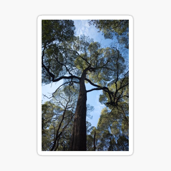 "Look Up Again" Sticker by colinsart | Redbubble