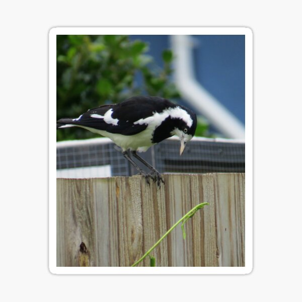 "Mrs. Magpie Lark" Sticker for Sale by EvieHanlon | Redbubble
