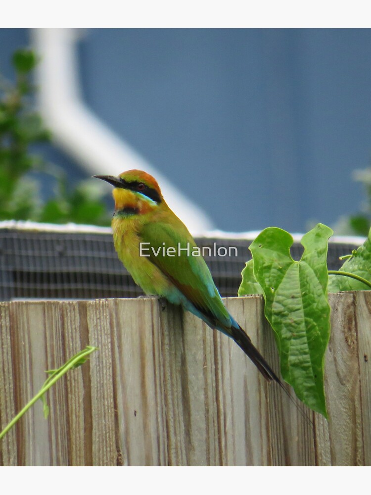 "Rainbow Bee Eater 2" Sticker by EvieHanlon | Redbubble