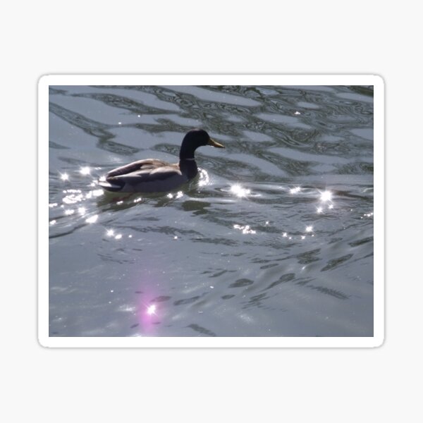 "Sparkling Duck" Sticker for Sale by cathpinc | Redbubble