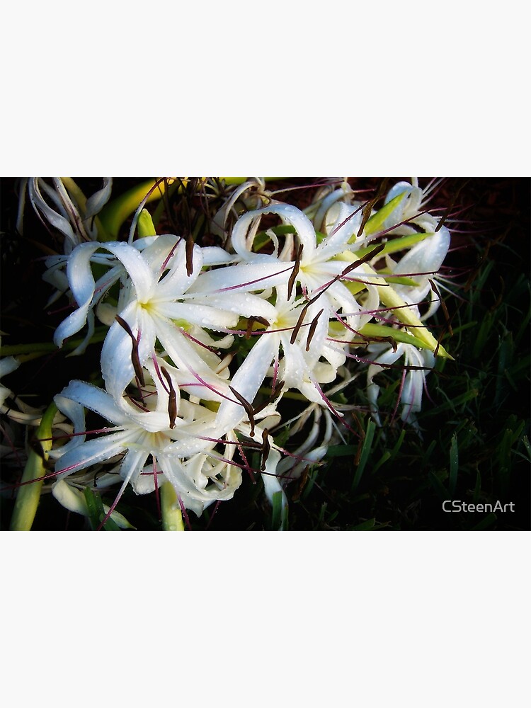"String Lily DPSS171020a " Poster by CSteenArt | Redbubble