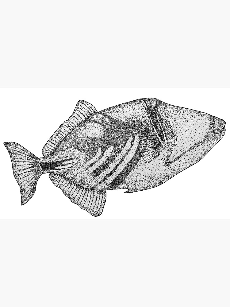 "Picasso Triggerfish " Poster by sharkboyalex | Redbubble