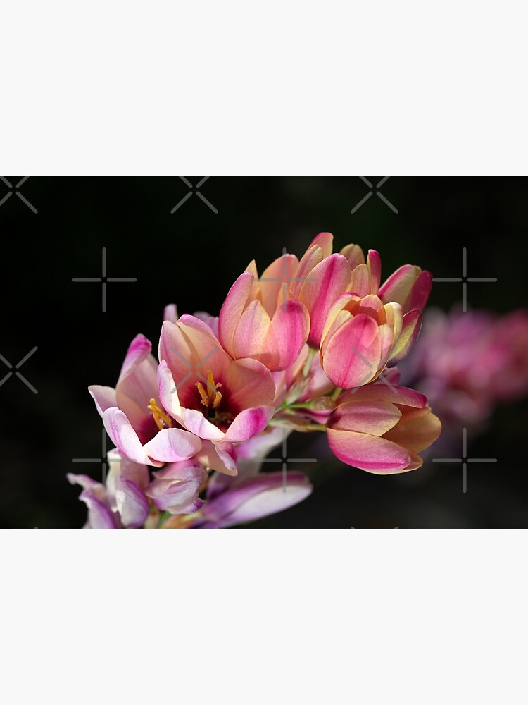 Póster «Ixia flores o lirios de maíz» de bubbleblue | Redbubble