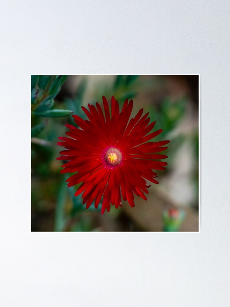 "Red Flower" Poster by Varietas | Redbubble