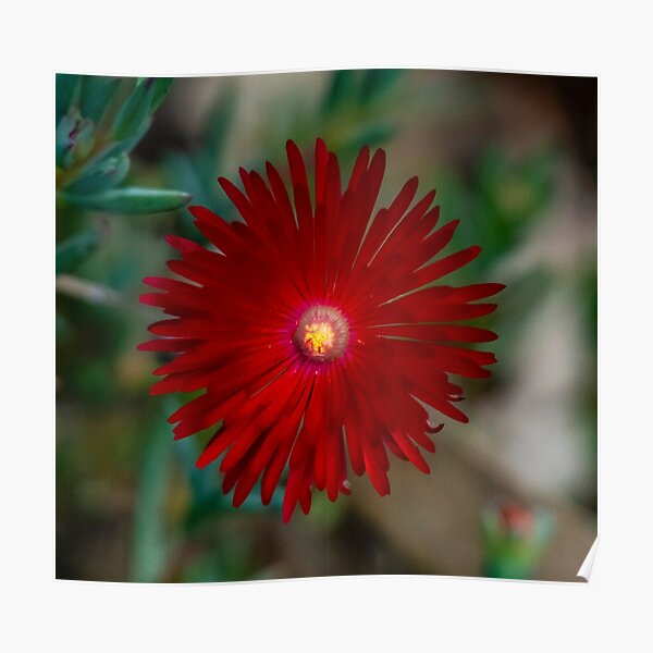 "Red Flower" Poster by Varietas | Redbubble