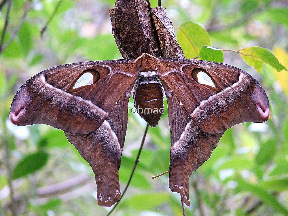"Female Hercules moth" by robmac | Redbubble