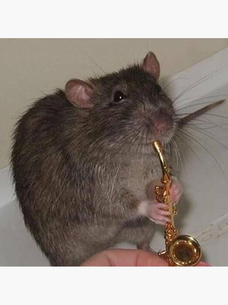 "Rat Patootie" Poster for Sale by Sclonder | Redbubble