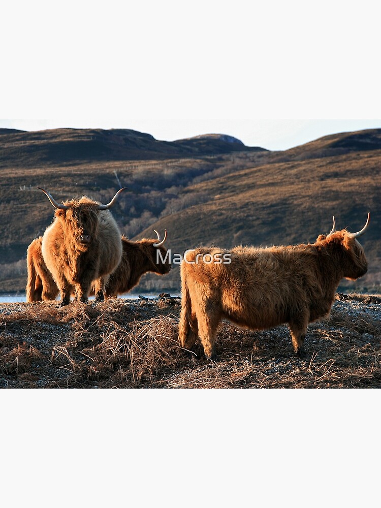 "Schottisches Hochland Rind - Scottish Highland Cow" Poster von MaCross ...