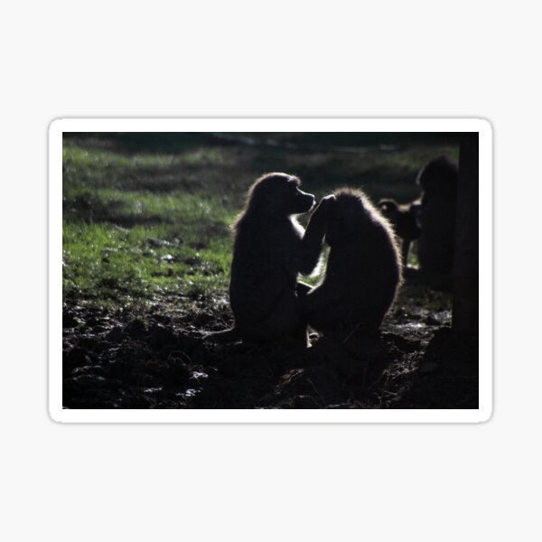 "Baboons in Silhouette" Sticker for Sale by BritishYank | Redbubble