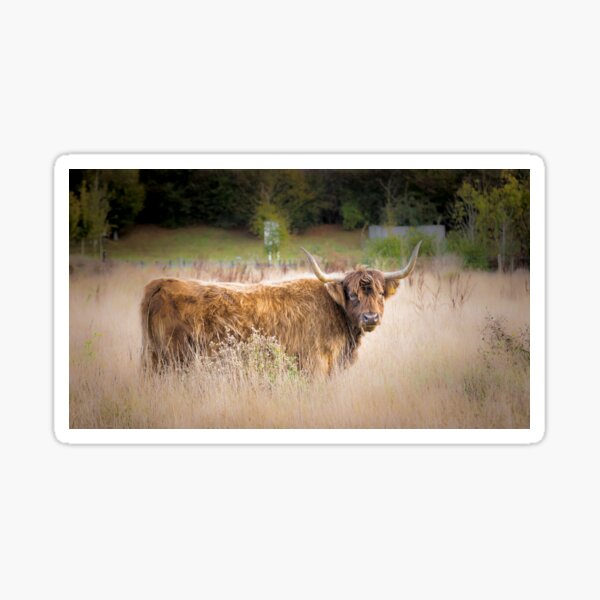 "Hairy Highlander" Sticker by JEZ22 | Redbubble