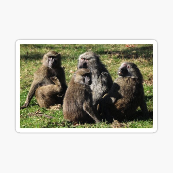 "Baboon Family Posing" Sticker by BritishYank | Redbubble