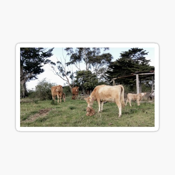 "Cows with their Newborn Calves" Sticker by bilby71 | Redbubble