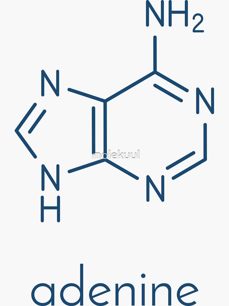 "Adenine (A, Adenine) purine nucleobase molecule" Sticker by molekuul ...
