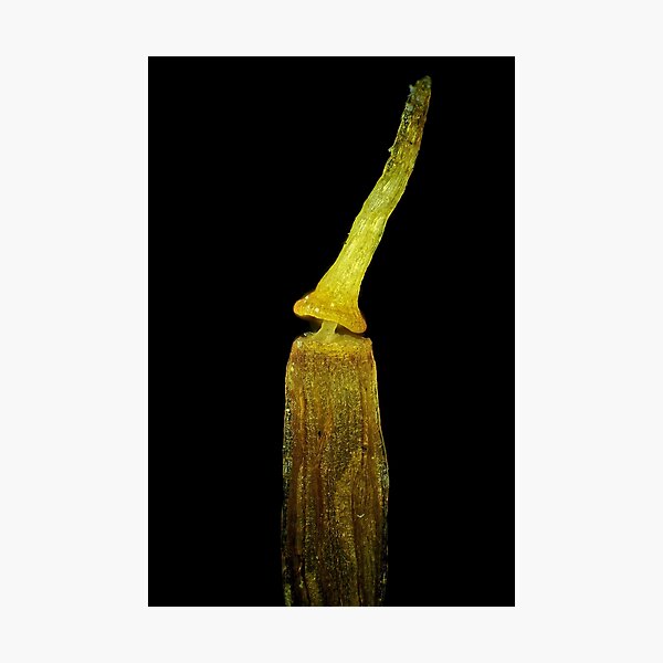 "Moss spore capsule under the microscope" Photographic Print for Sale ...