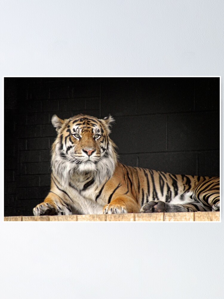 "Bengal Tiger" Poster by BritishYank | Redbubble