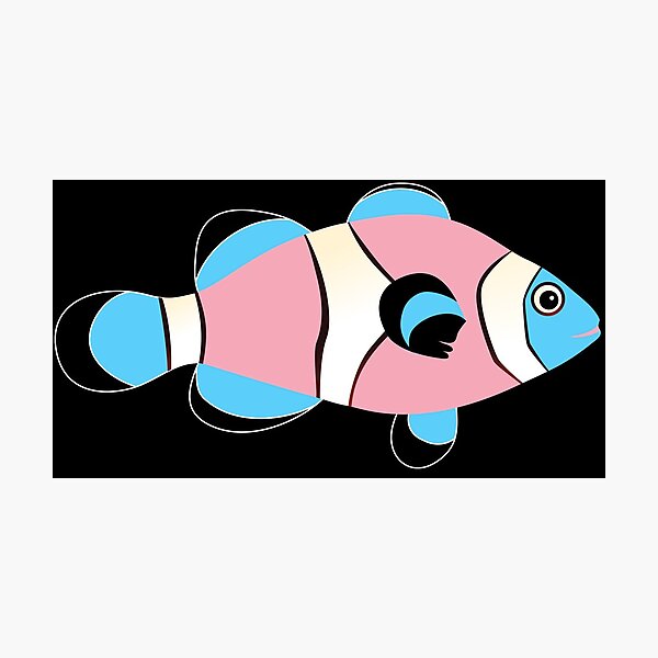 "Transgender Clownfish trans pride flag fish design" Photographic Print ...
