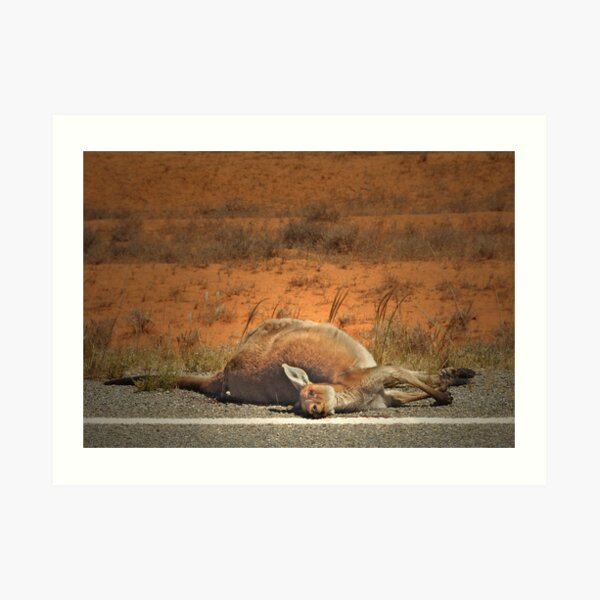 Roadkill Art Prints | Redbubble