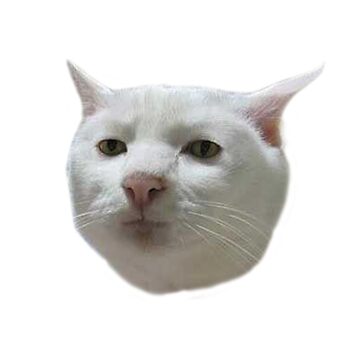 "polite cat" Sticker for Sale by SPARTIAN | Redbubble