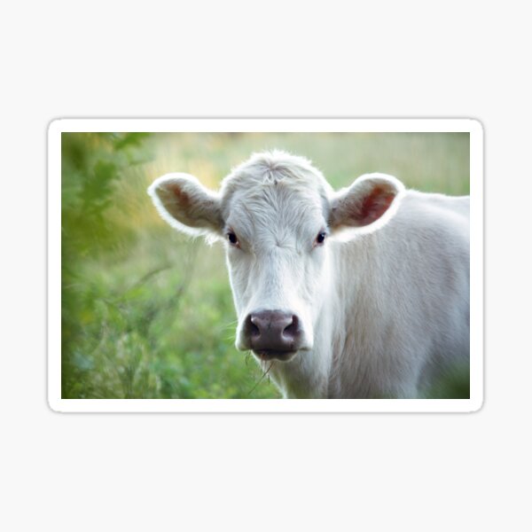 "White Cow" Sticker by StampCity | Redbubble