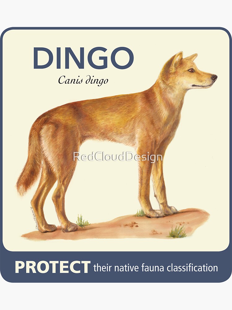 "Protect Australian Dingo" Sticker for Sale by RedCloudDesign | Redbubble