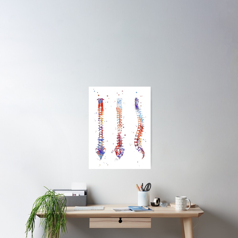 "Spine, watercolor Spine, anatomy art, spinal cord" Poster for Sale by ...