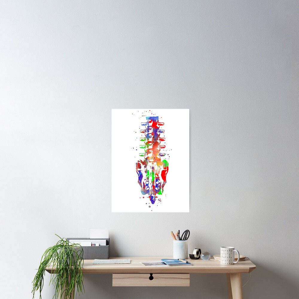 "Sacrum and the Lumbar Spine, human anatomy, Sacrum anatomy, watercolor ...