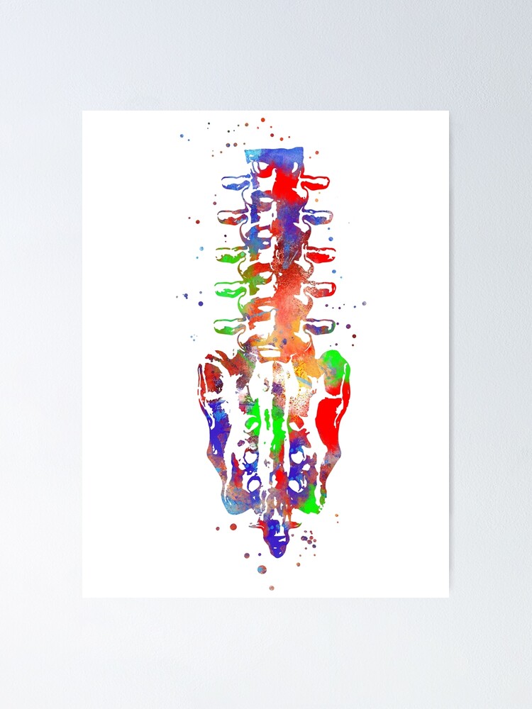 "Sacrum and the Lumbar Spine, human anatomy, Sacrum anatomy, watercolor ...