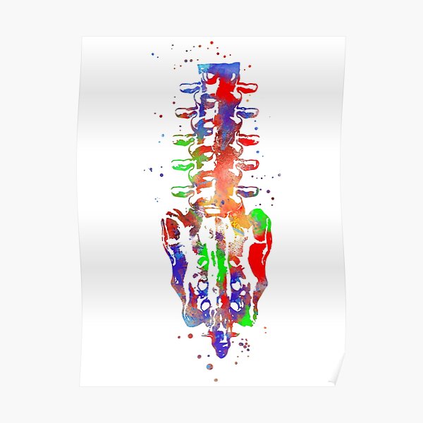 "Sacrum and the Lumbar Spine, human anatomy, Sacrum anatomy, watercolor ...