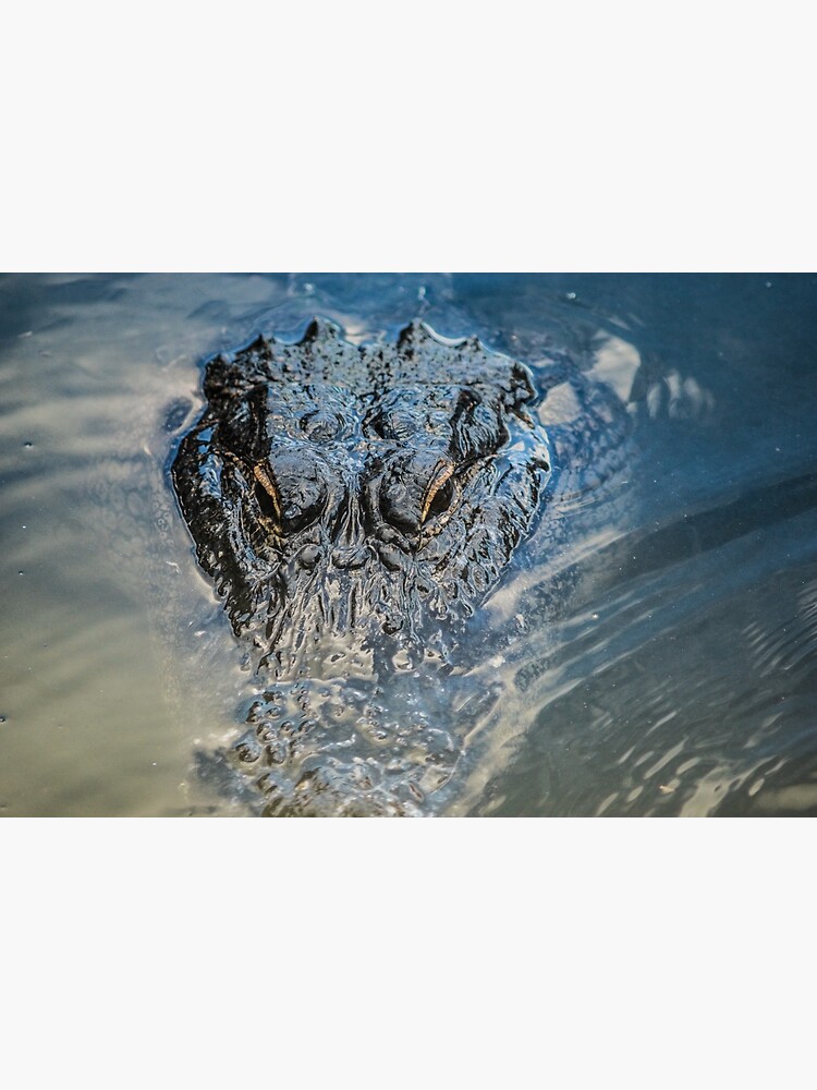 "stalking alligator" Art Print for Sale by KensLensDesigns | Redbubble